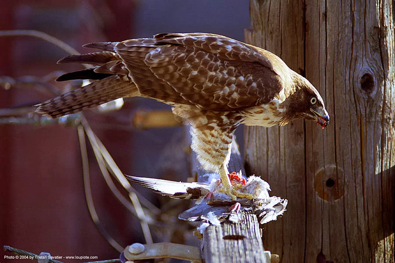 red-tailed hawk eating pigeon