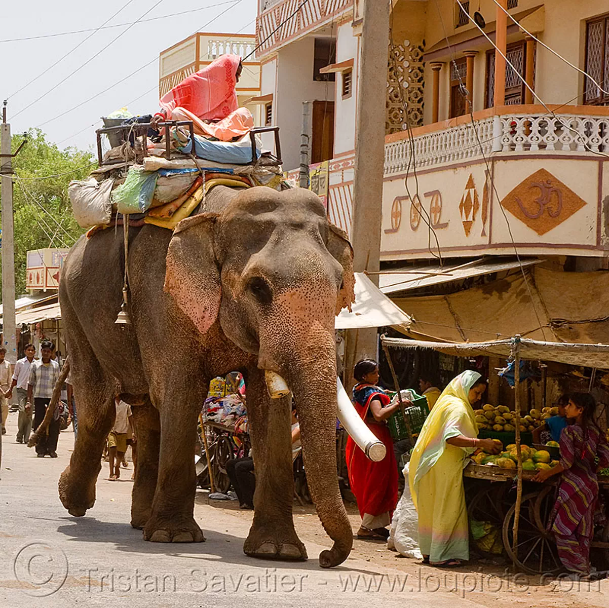 elephant in the street, india