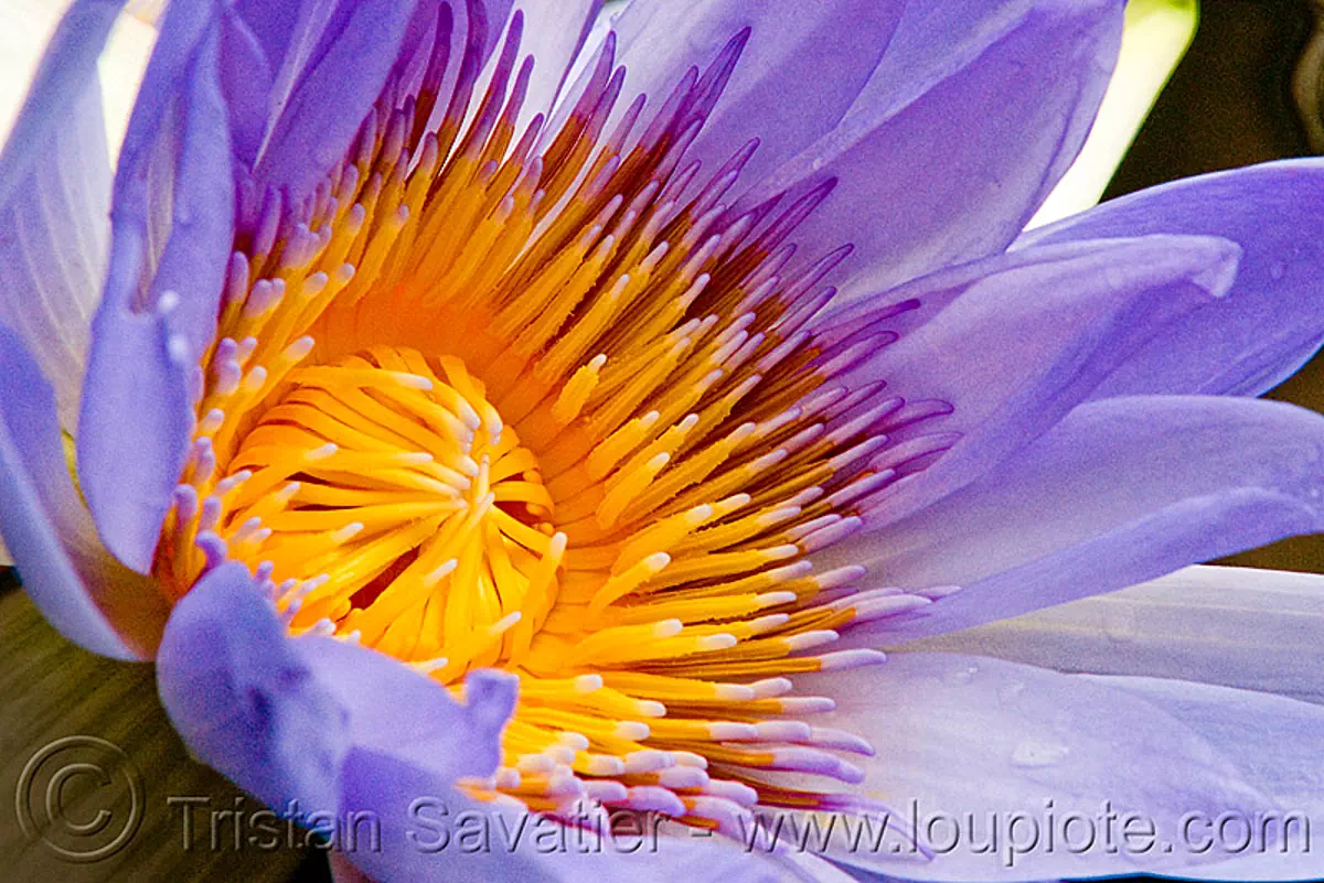 lotus flower, close-up