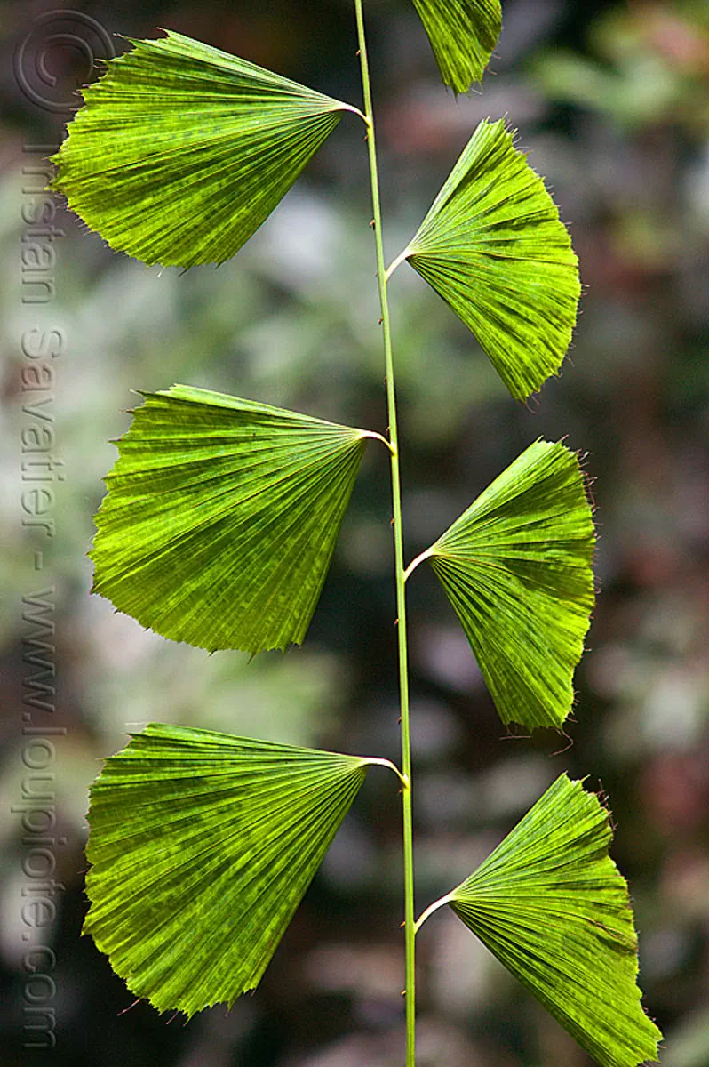 korthalsia palm, fan-shaped leaves