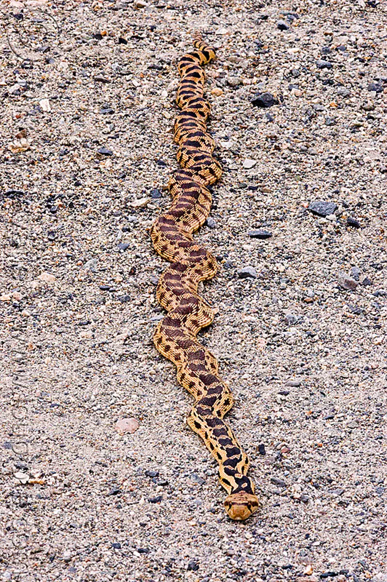 pacific gopher snake
