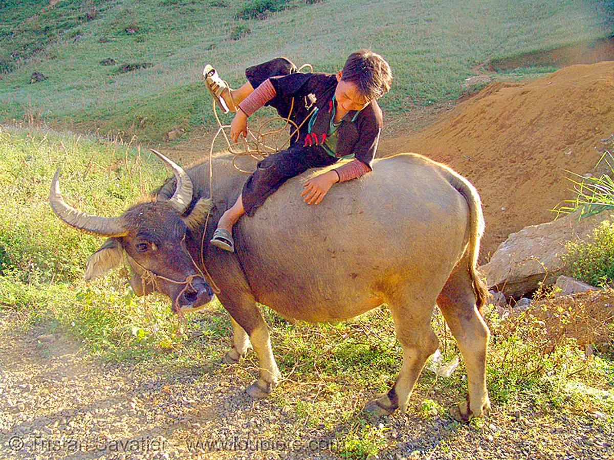 flower hmong boy dismounting his water buffalo, vietnam
