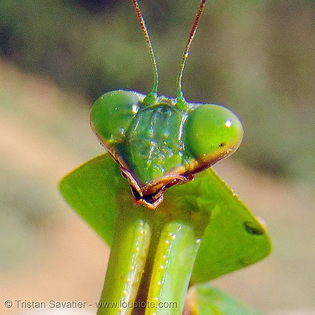praying mantis, head closeup