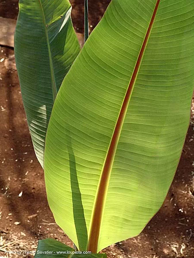 banana tree leaves