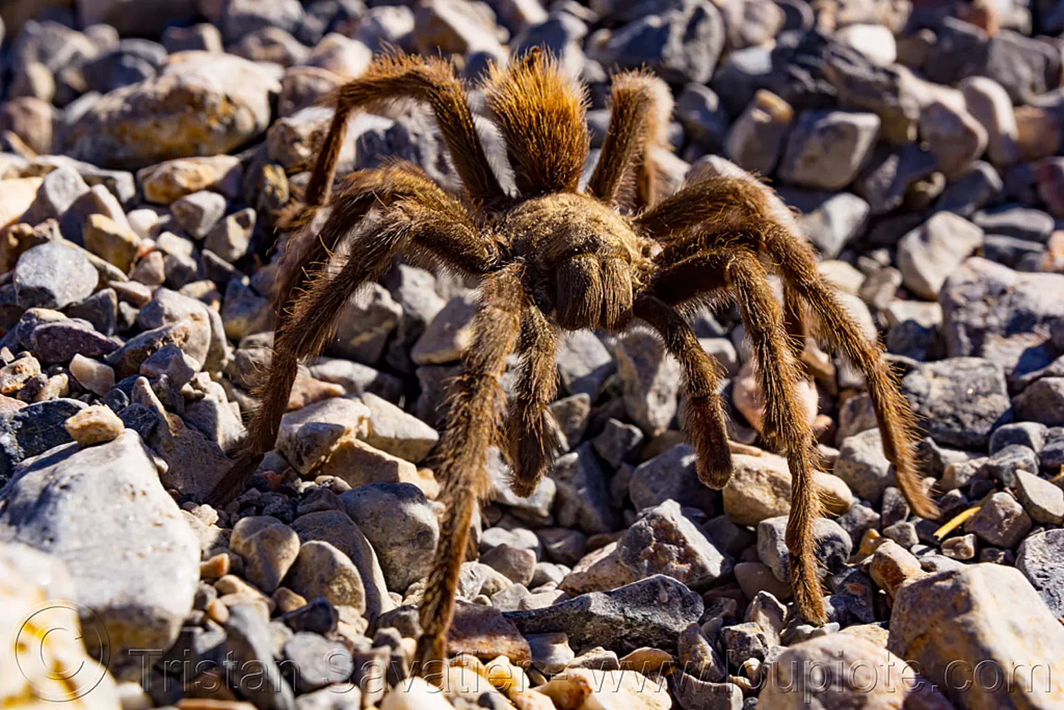 brown tarantula spider close-up, death valley