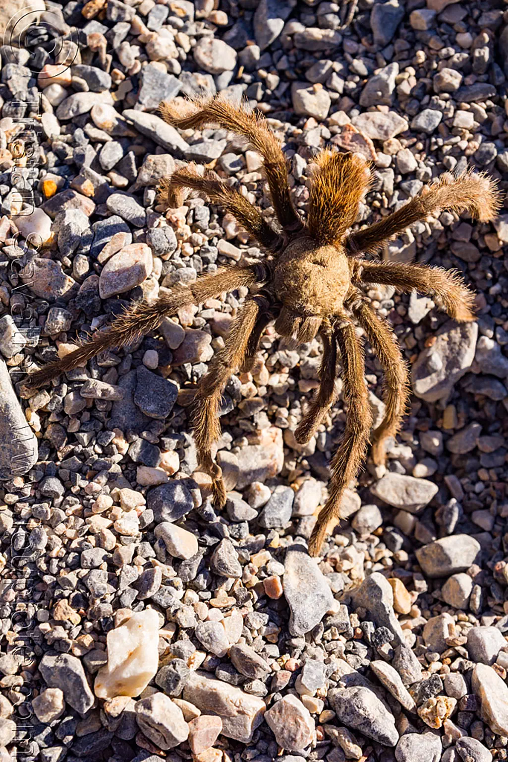 brown tarantula spider, death valley