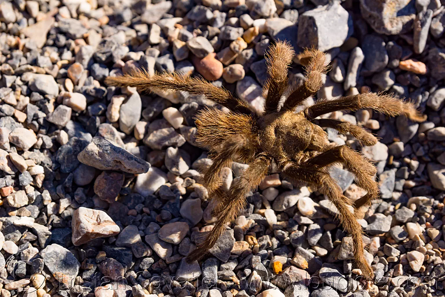 brown tarantula spider walking, death valley