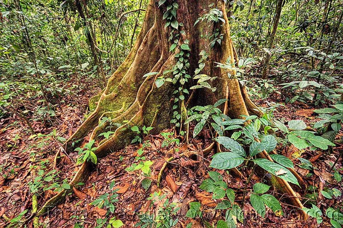 buttress roots, tualang tree, borneo