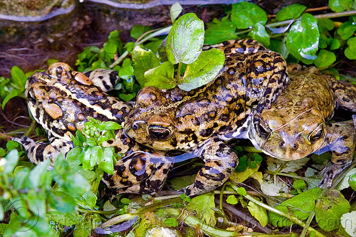 california toads in darwin falls, death valley