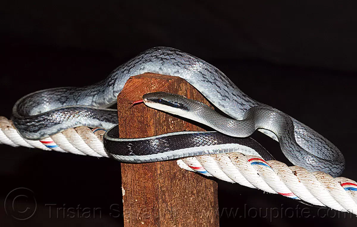 cave racer snake, beauty rat snake, borneo - #6978644247