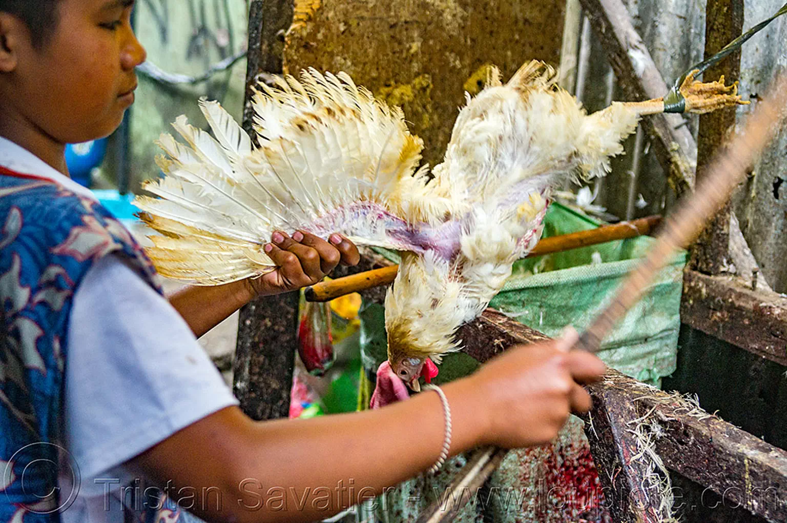 chicken beaten alive for pinikpikan, philippines