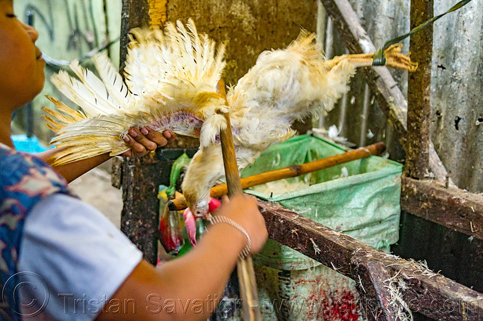 chicken beaten alive for pinikpikan, philippines