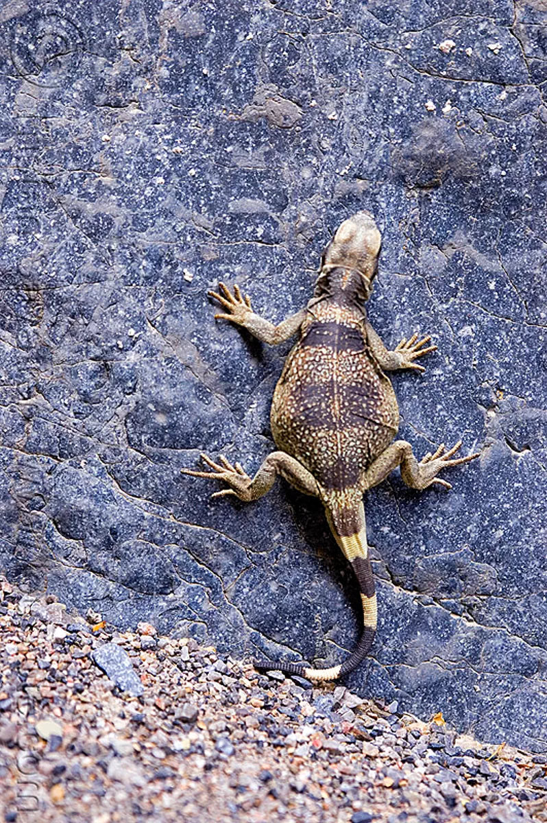 chuckwalla climbing rock, fat lizard, death valley
