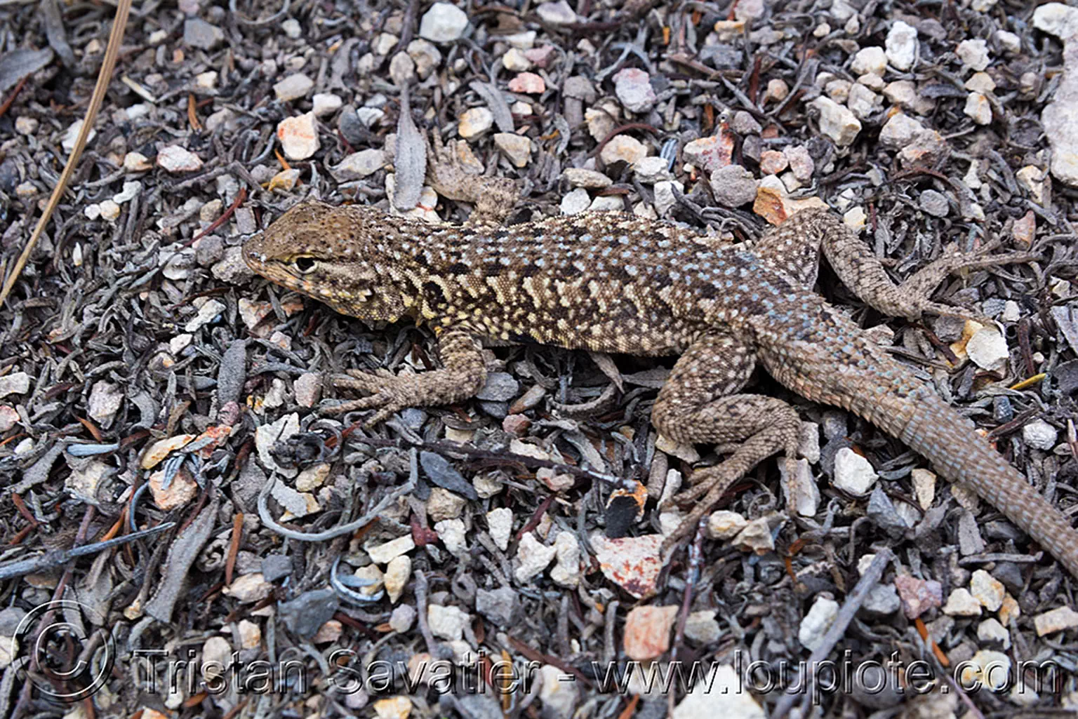 common side-blotched lizard, uta stansburiana