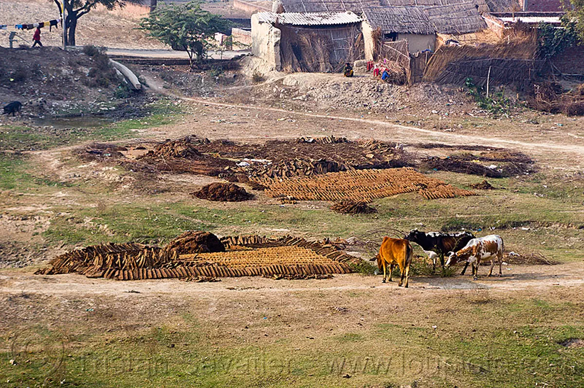 cow dung drying in a field, india