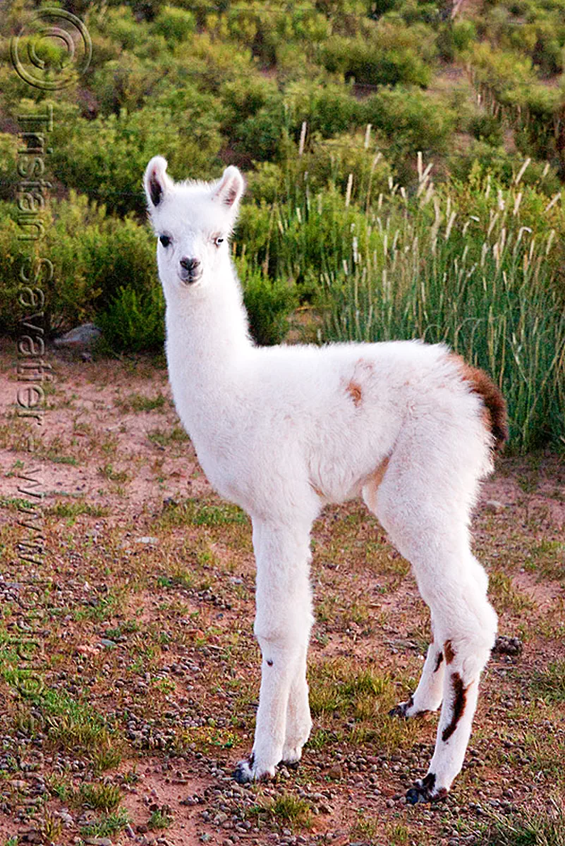 cria, baby llama, argentina