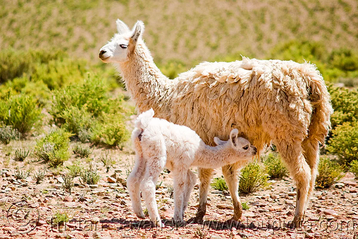 cria, baby llama suckling mother