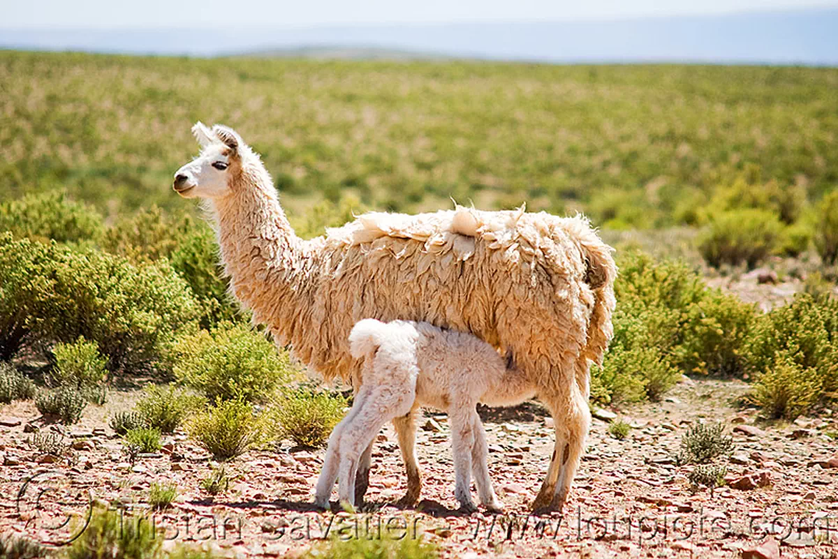 cria, baby llama suckling mother llama