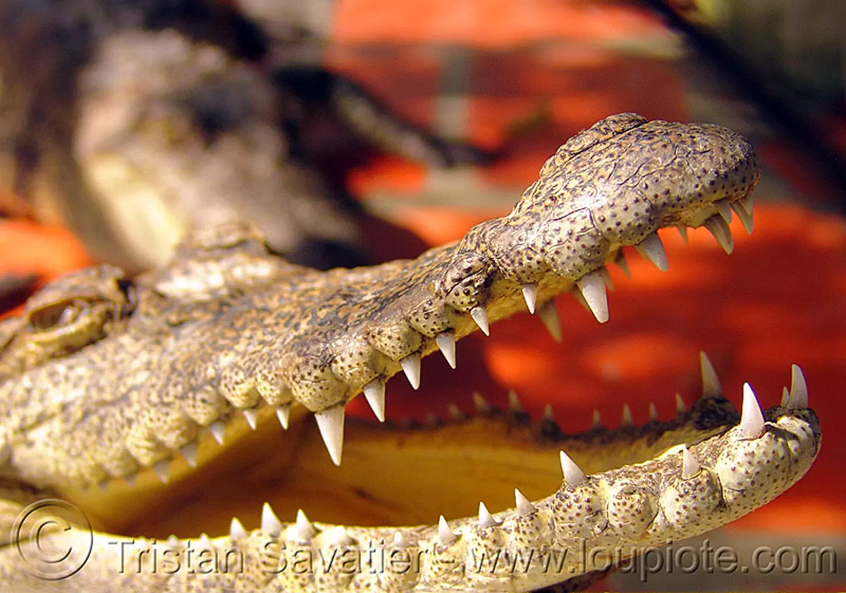 crocodile teeth, vietnam