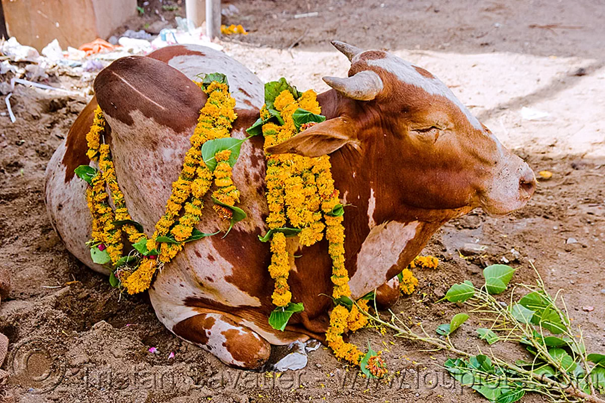 decorated street cow, sanawad, india