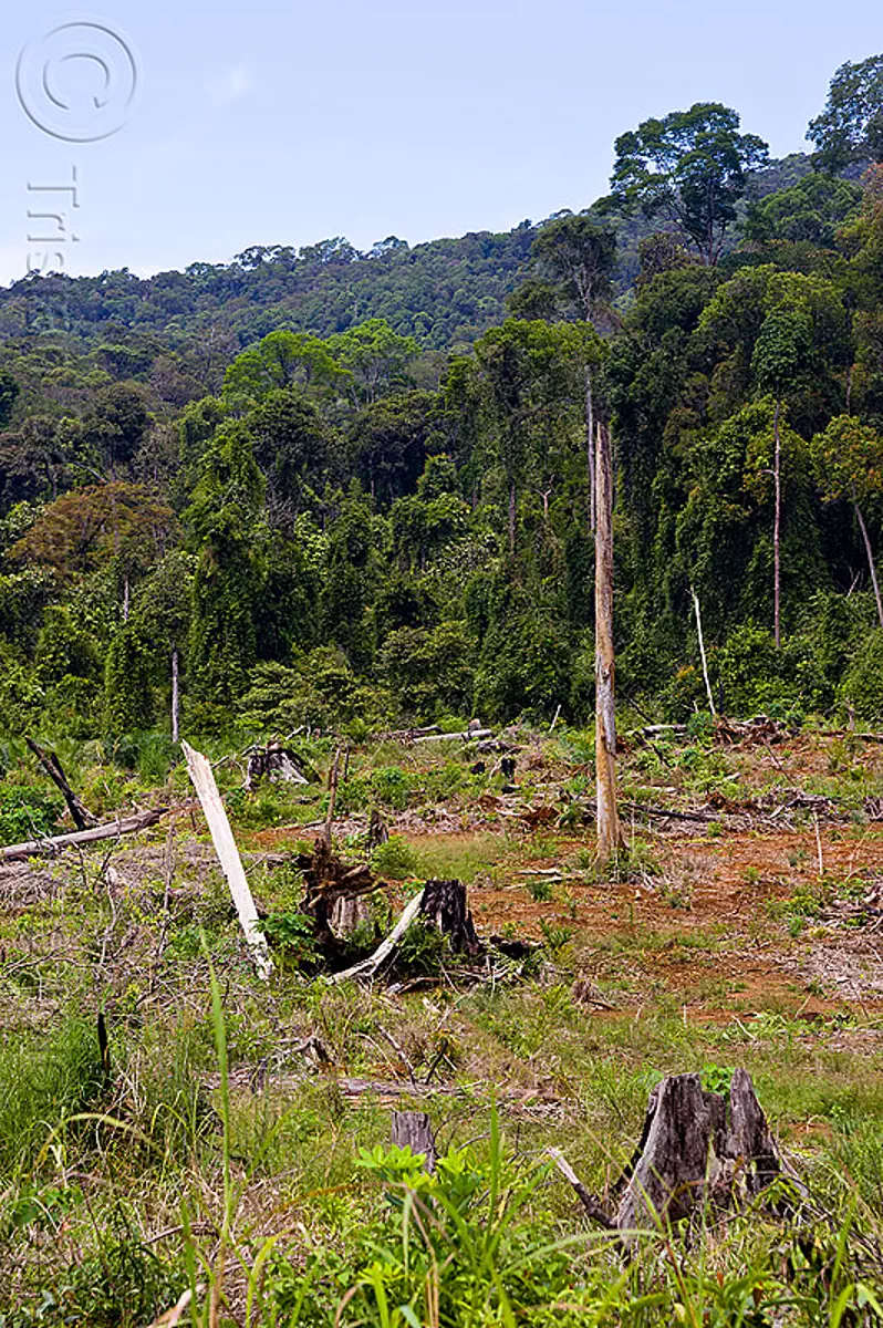 deforestation, rain forest destruction, borneo