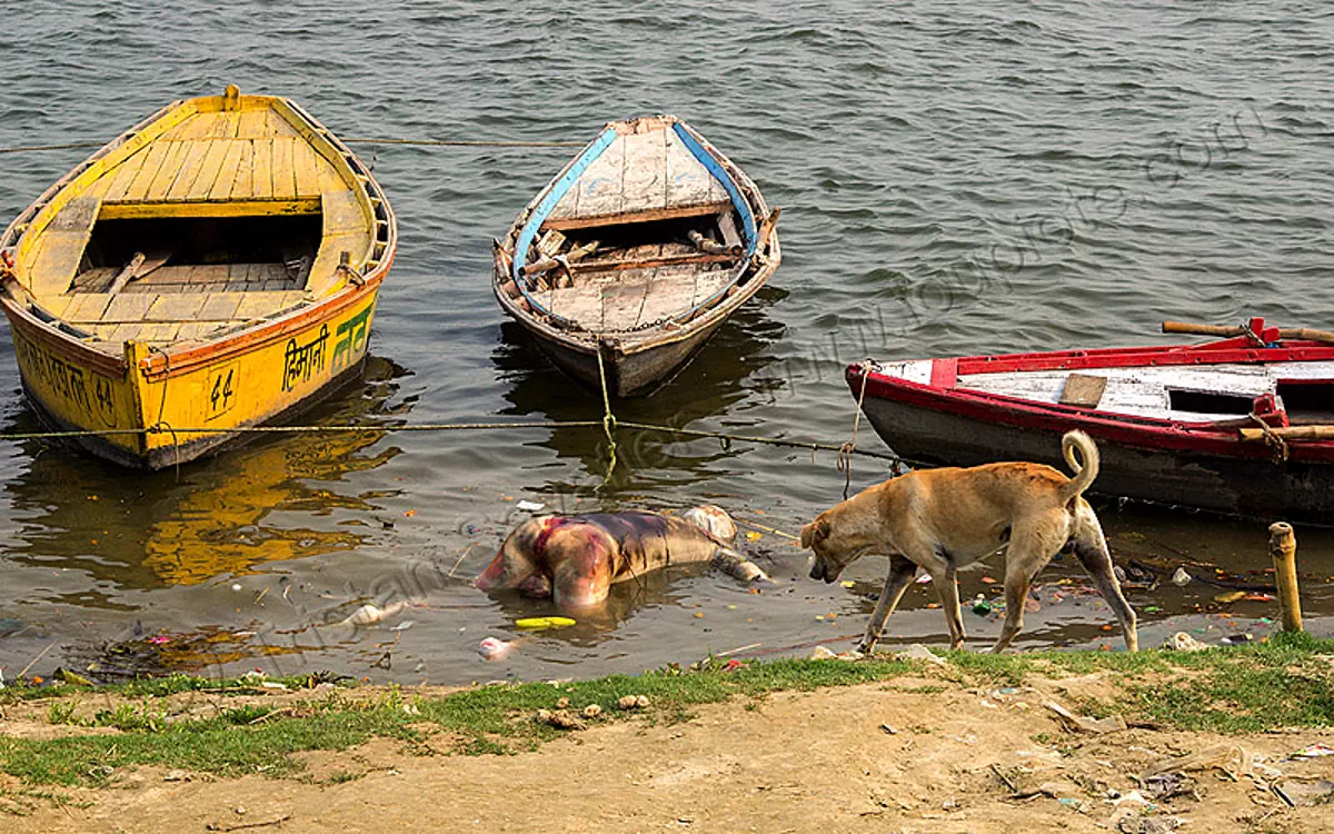 dog looking at decomposed corpse floating on the ganges river, india