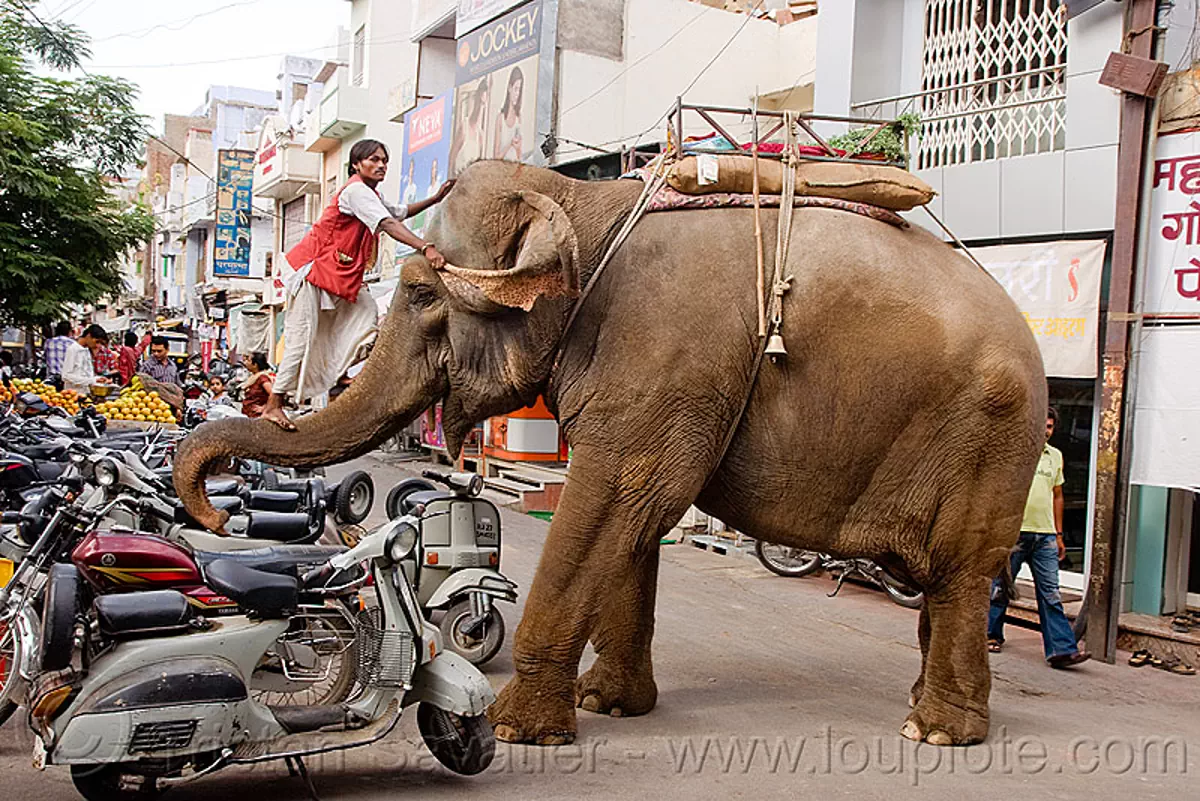 elephant and mahout on his trump