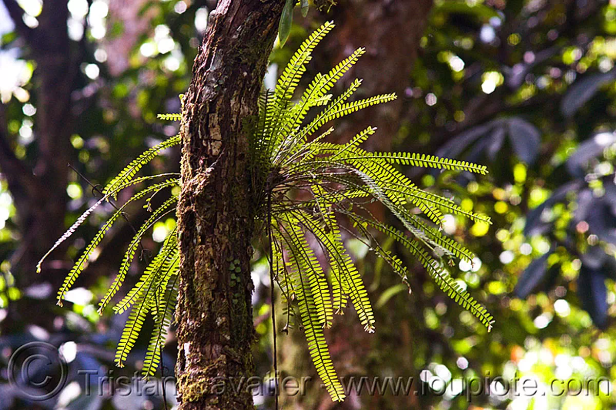 epiphyte plant on tree trunk, borneo