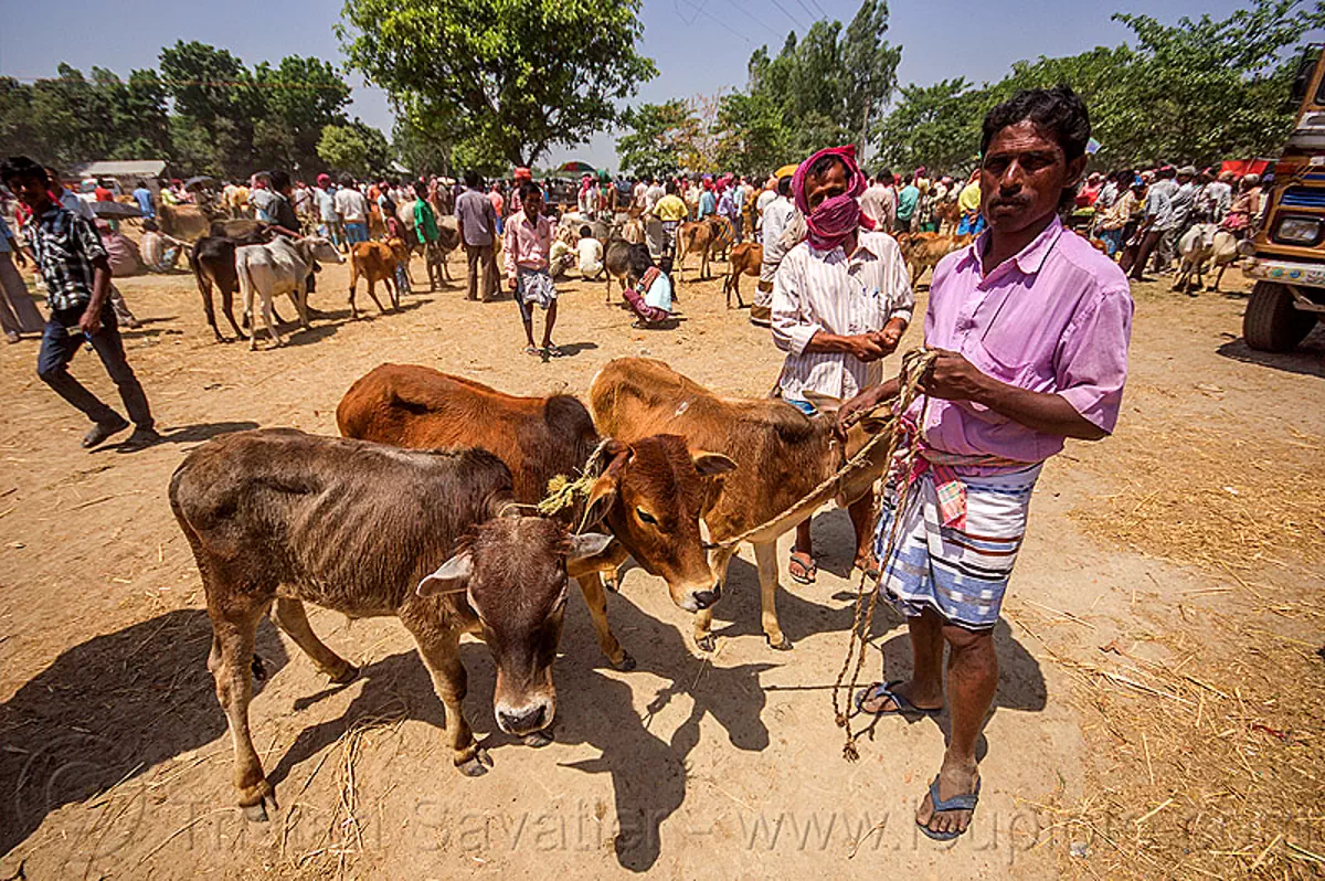 farmers with calves at cattle market, india