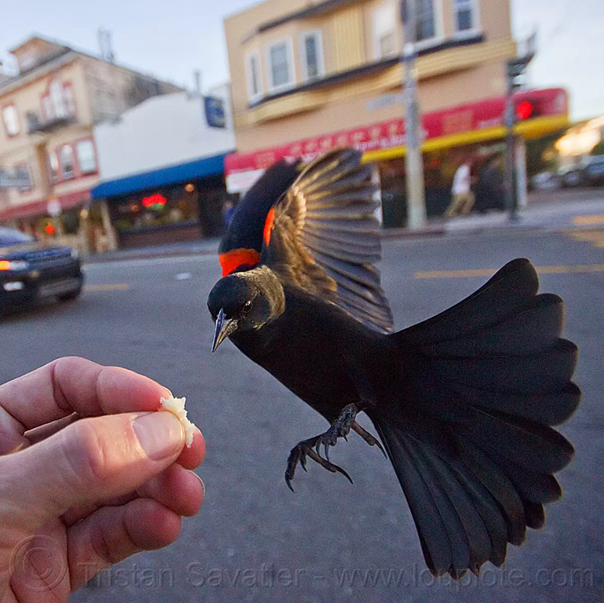 feeding a red-winged bicolored blackbird