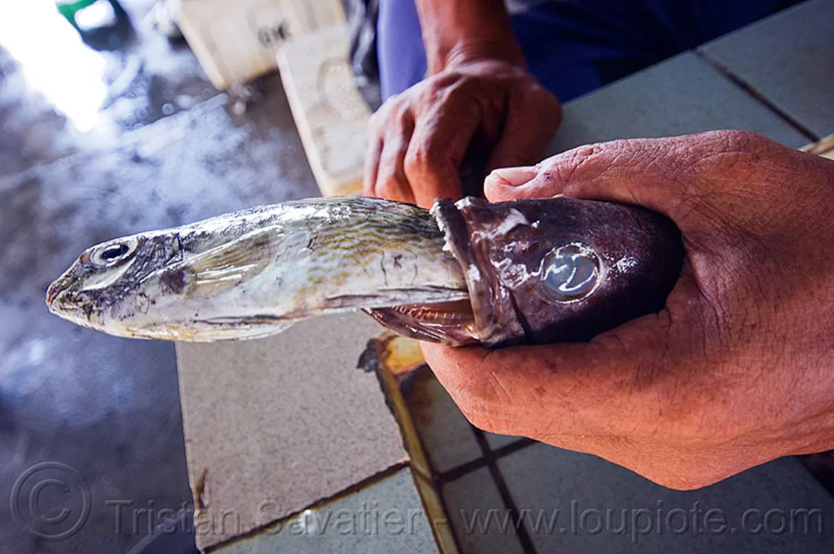 fish eats fish, fish market in kota kinabalu, borneo