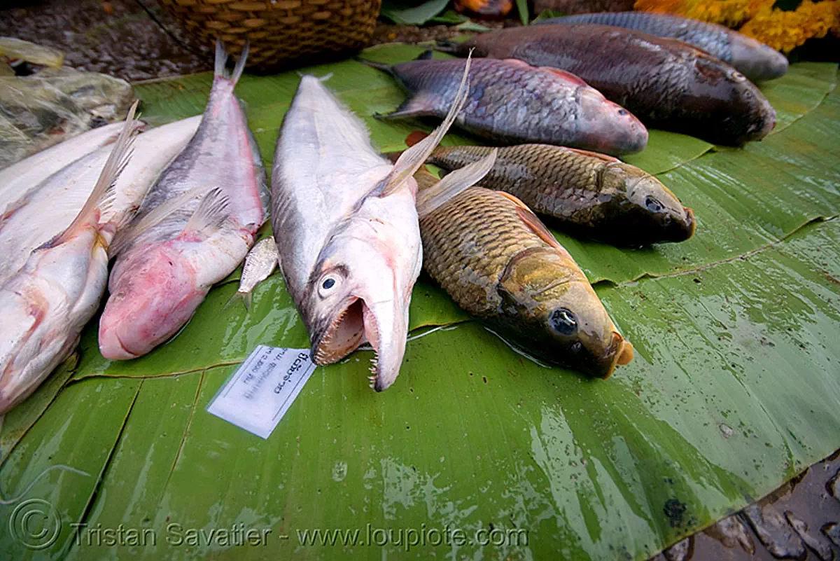 fishes on the market, luang prabang, laos