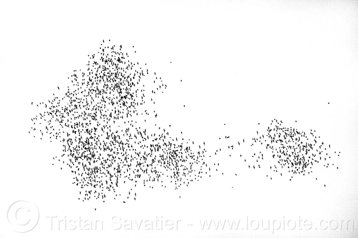 flock of bats flying