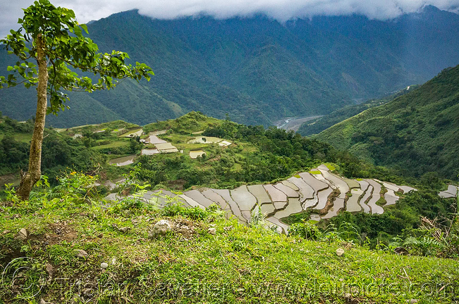 flooded rice fields in valley, philippines