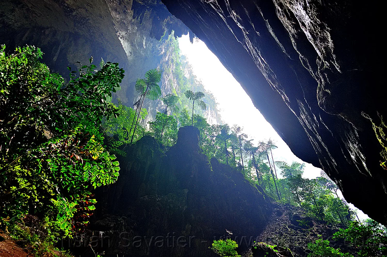 giant ferns at the mouth of deer cave, mulu, borneo