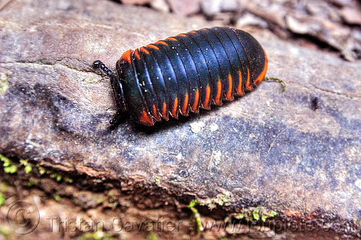 Giant Pill Millipede