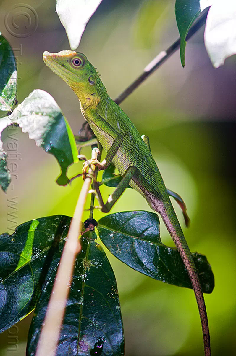 green crested lizard, bronchocela cristatella