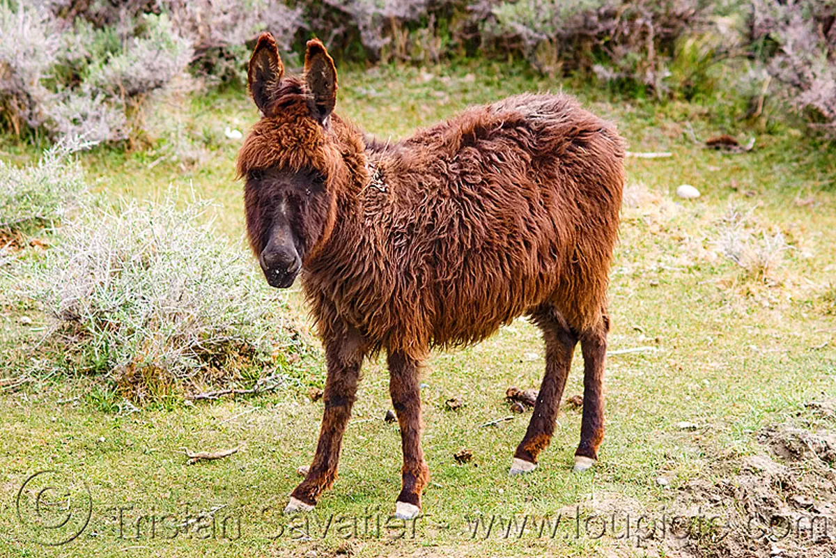 hairy donkey, nubra valley, ladakh, india