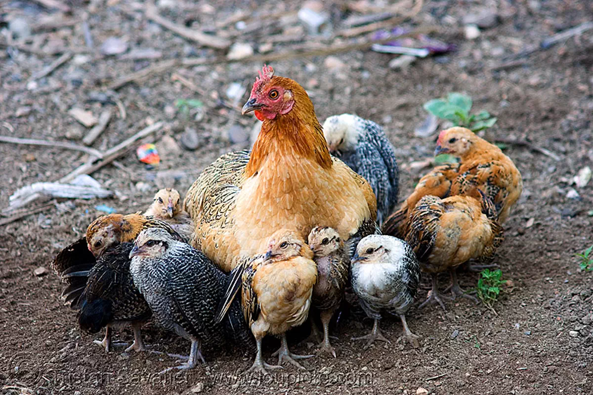 hen and chicks