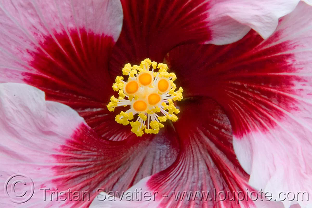 hibiscus rosa-sinensis, hibiscus flower