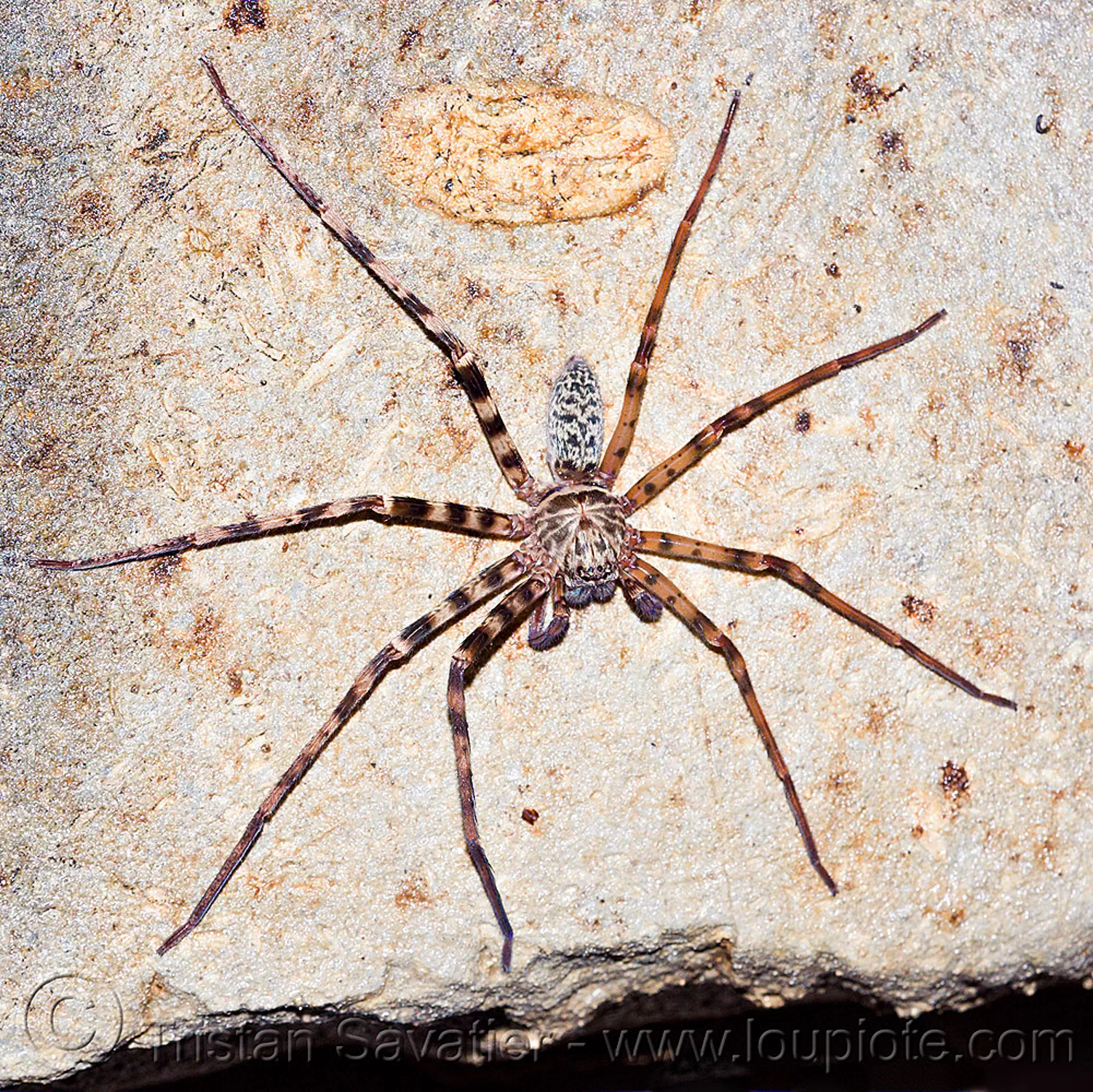 huntsman spider in cave, borneo