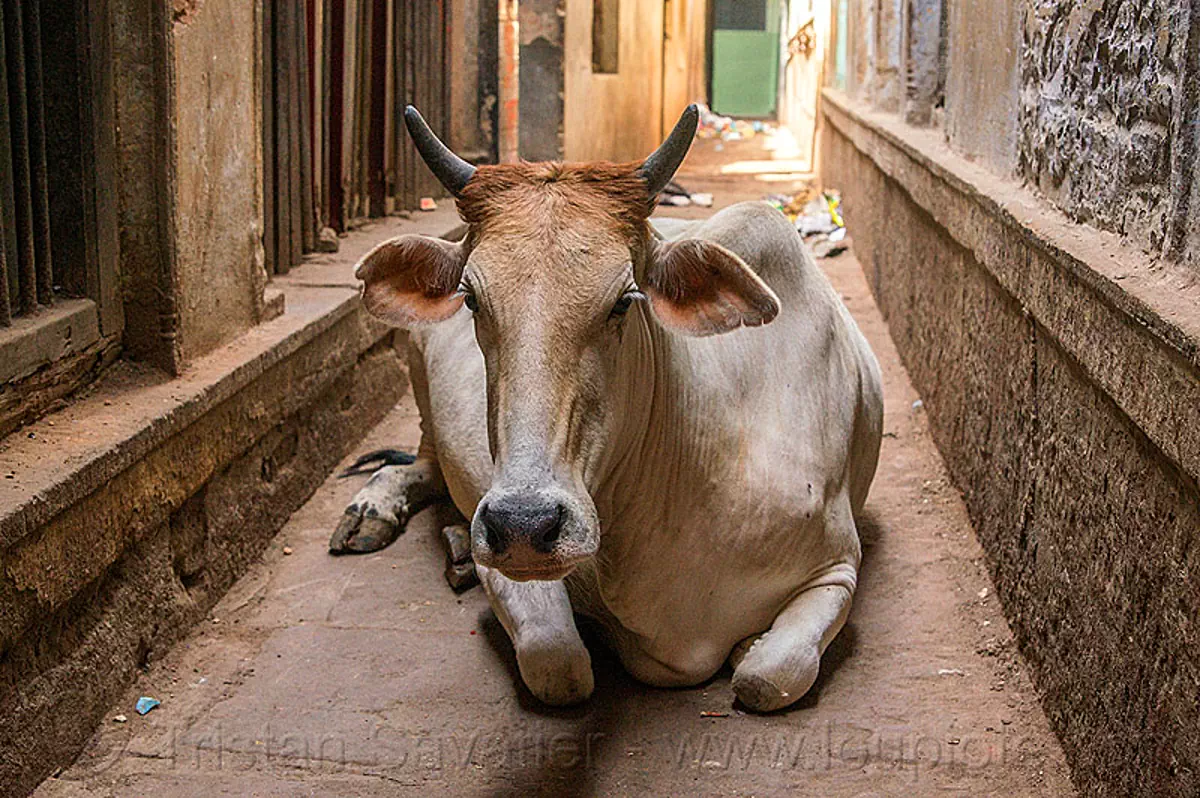 indian street cow laying in narrow street, india
