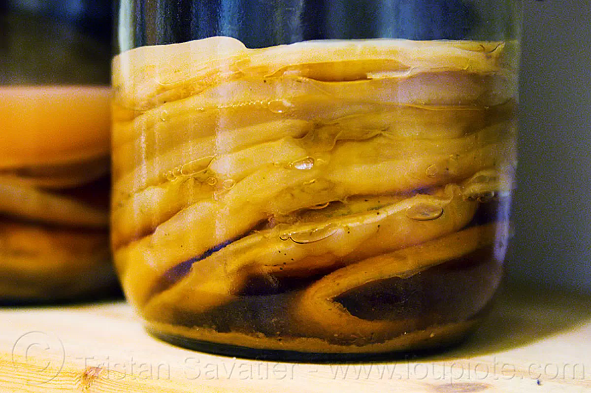 kombucha "mothers", SCOBY, bacterial culture, fermented tea ...