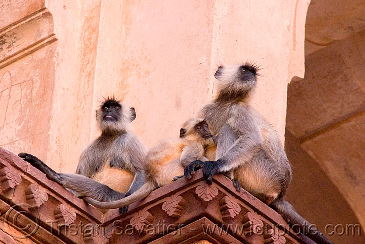 langur monkeys in temple, orchha, india, semnopithecus entellus, black ...