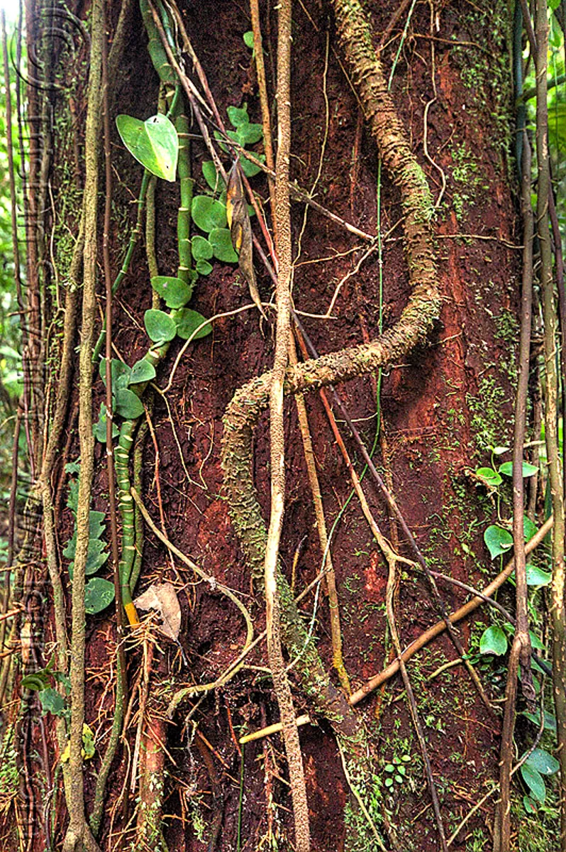 lianas on tree trunk