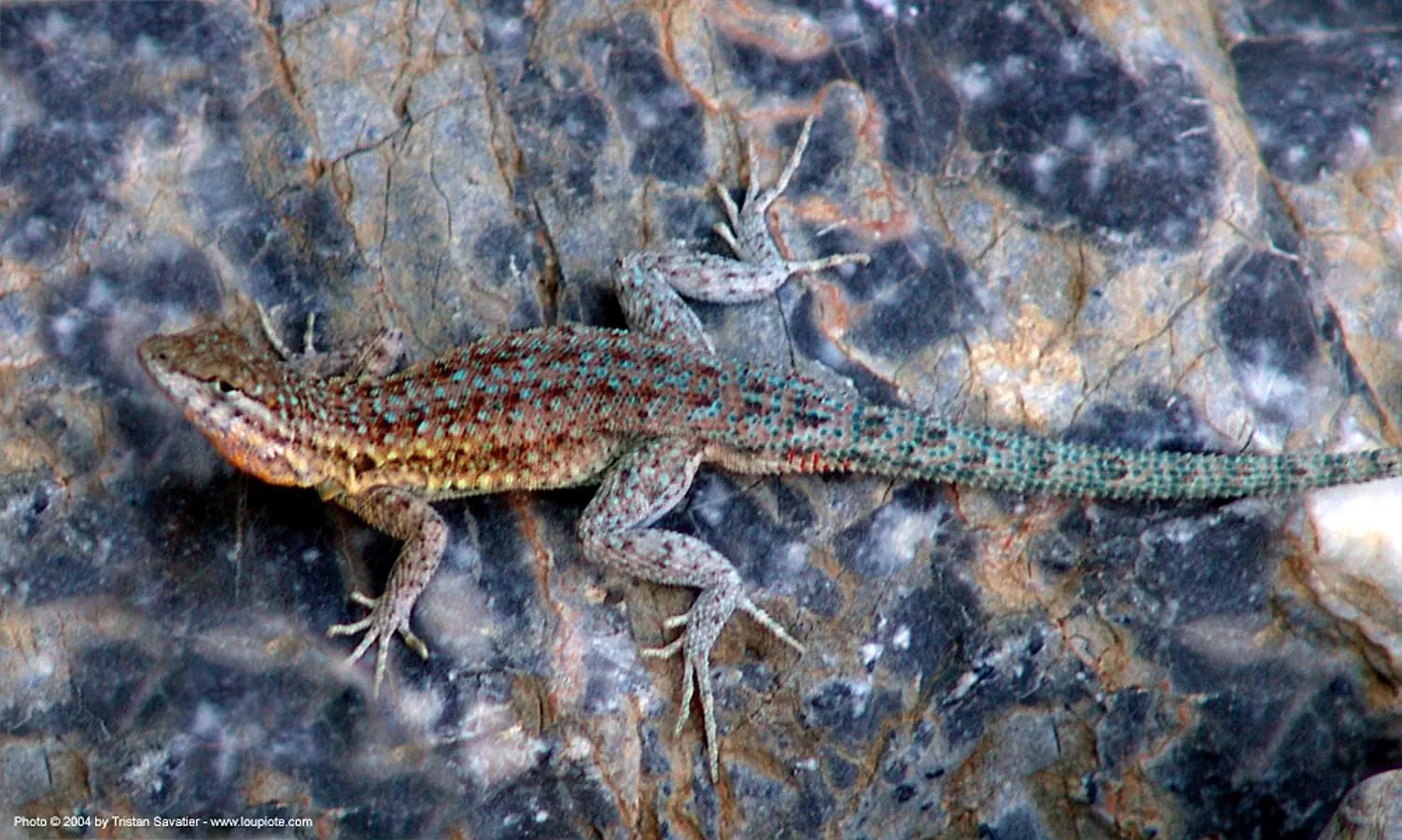 lizard, uta stansburiana elegans, western side-blotched lizard