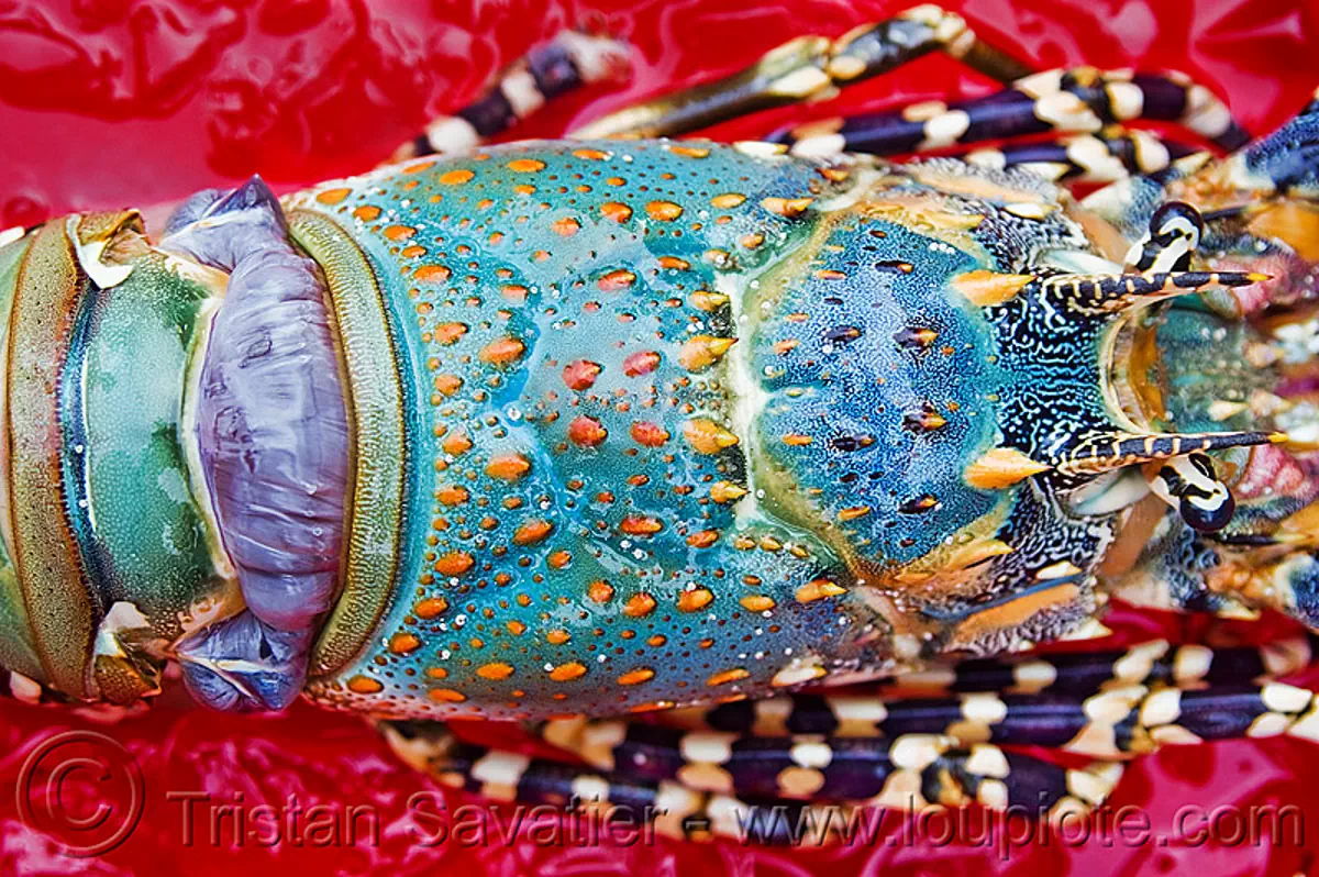 lobster mutiara, ornate rock lobster