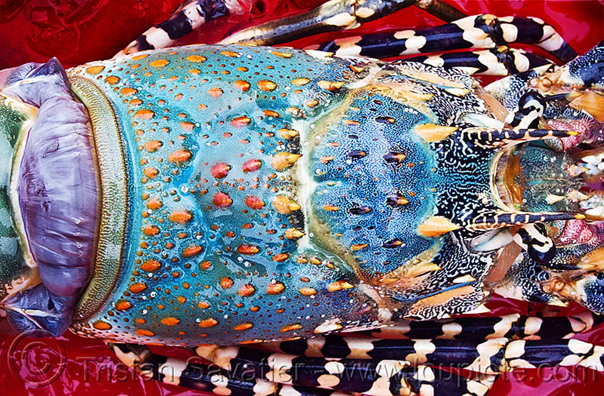 lobster mutiara, panulirus ornatus