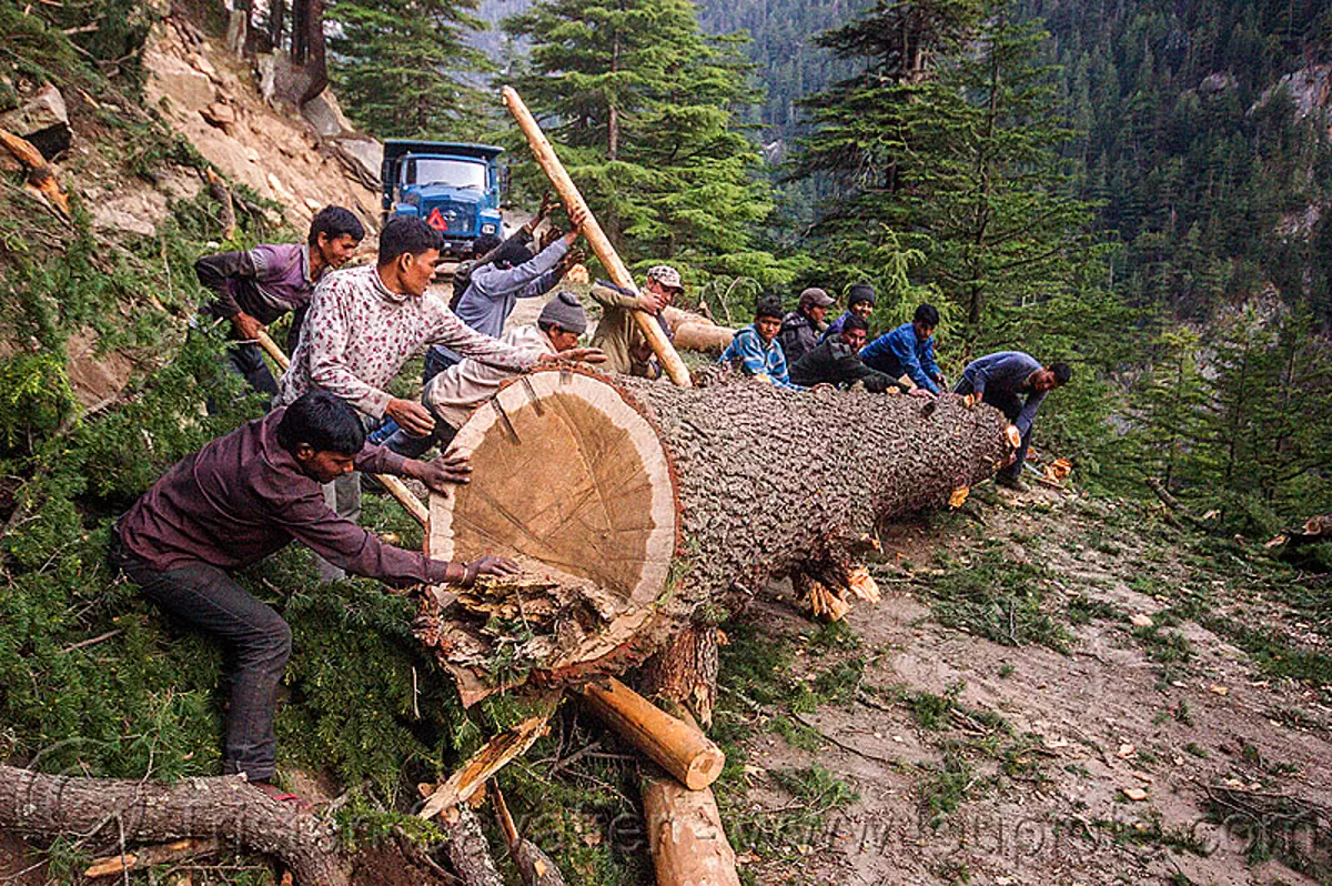 lumberjacks rolling tree log, india