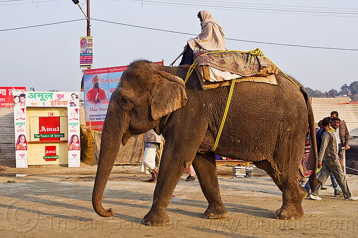 mahout riding his elephant, india